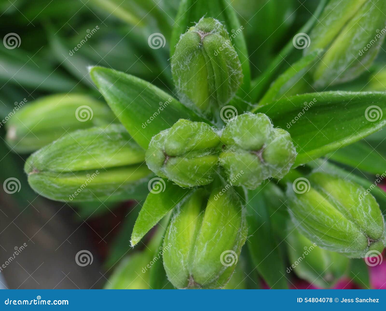 Pre-Bloom Lilies stock photo. Image of garden, colors - 54804078