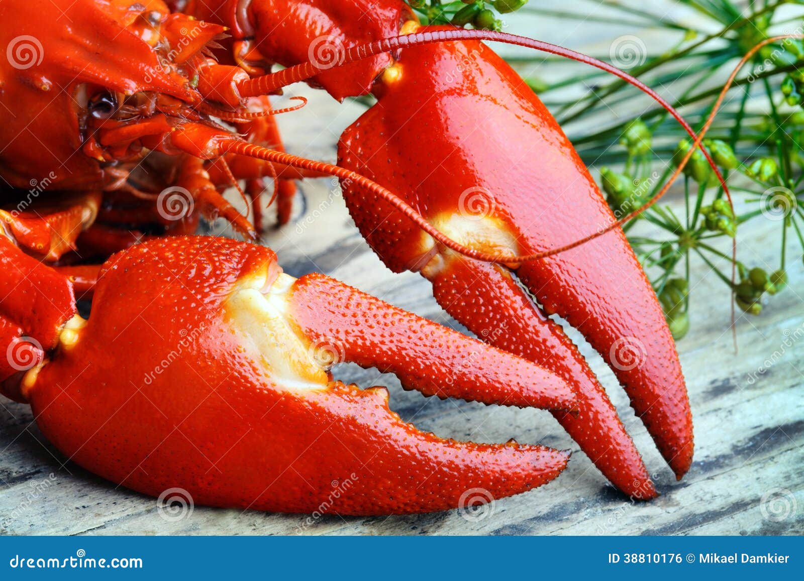 Boiled Red Crayfish Or Lobster In A Large Cast-iron Steaming Pot ...