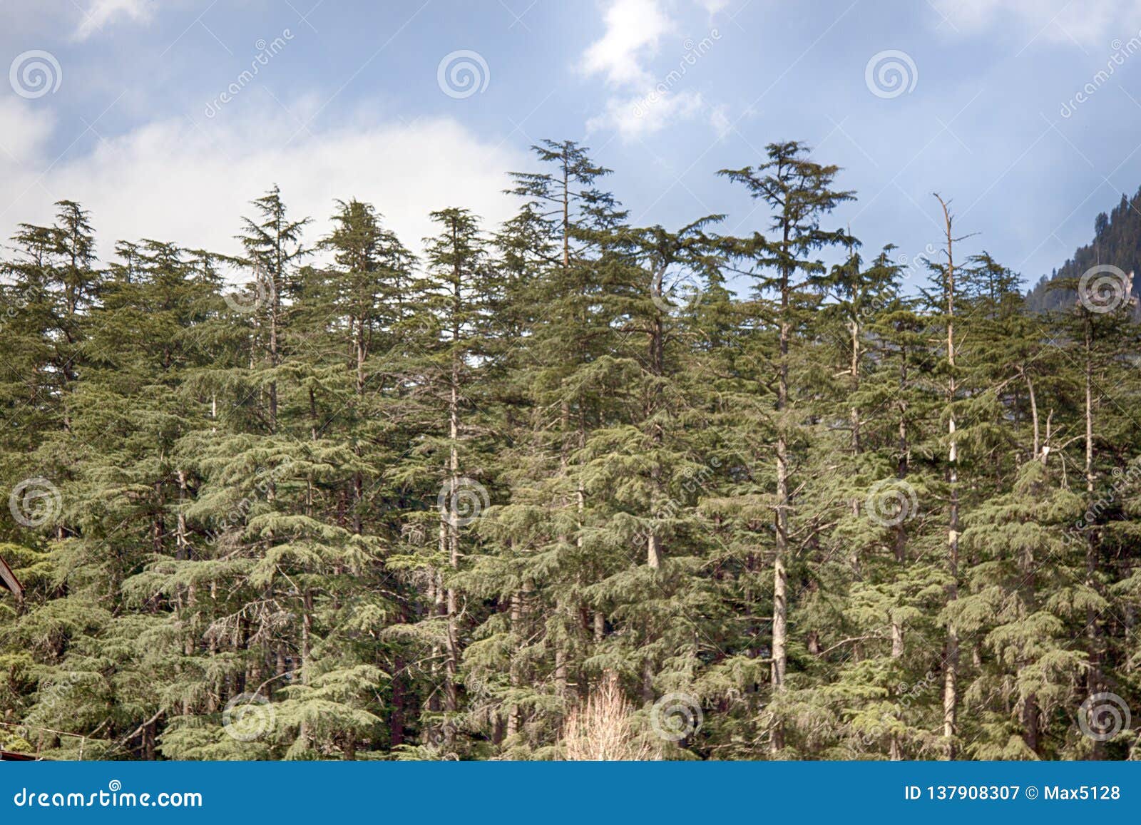 Pre-Himalayas Forest Consists of Himalayan Cedar Stock Image - Image of ...