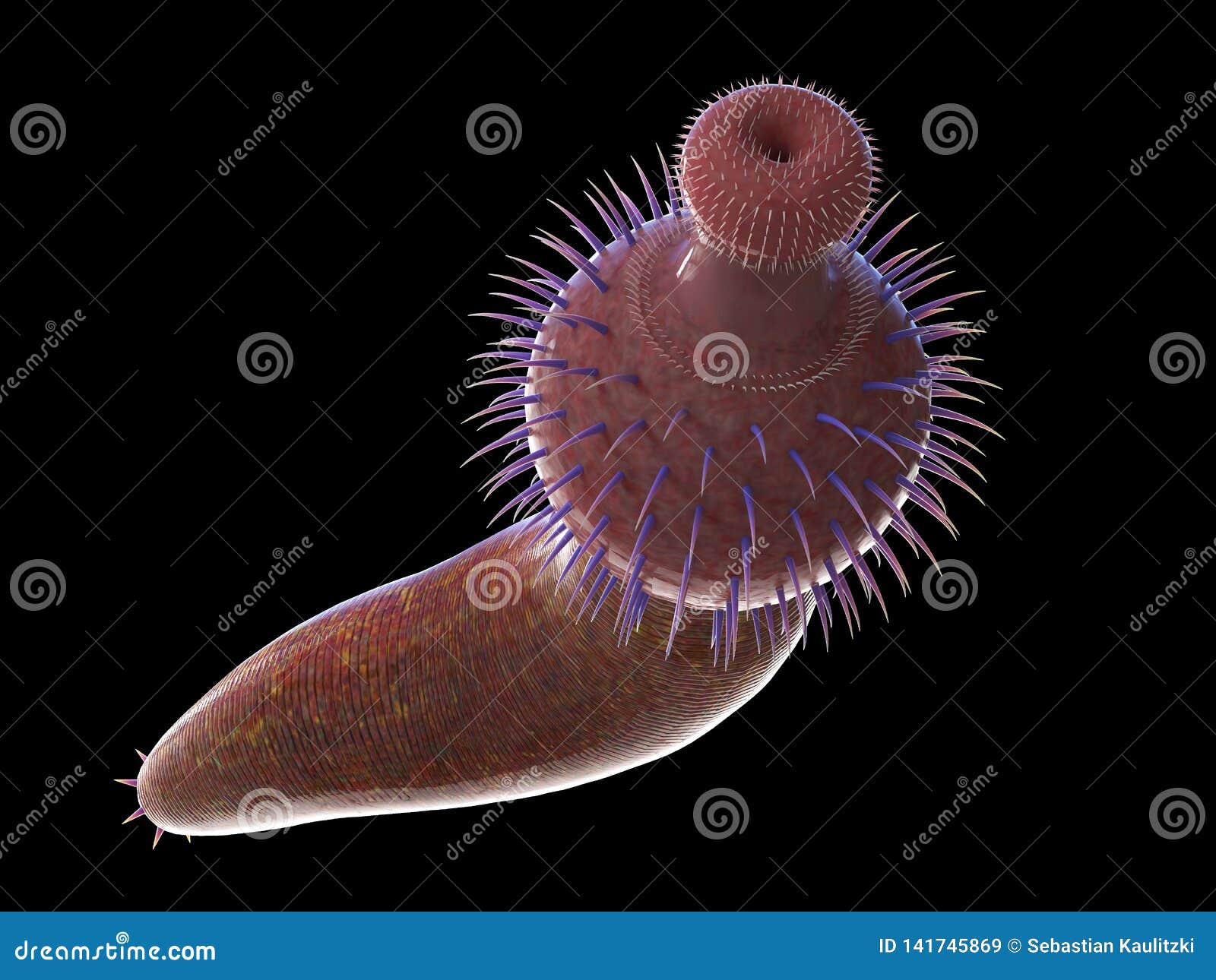 A Pre-historic Marine Creature - Anomalocaris Royalty-Free Cartoon ...