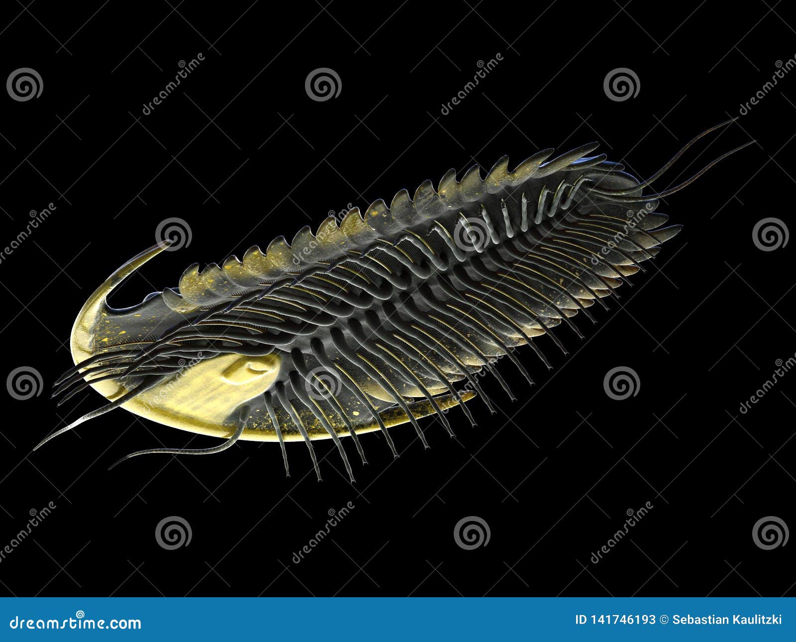 A Pre-historic Marine Creature - Trilobite Stock Illustration ...