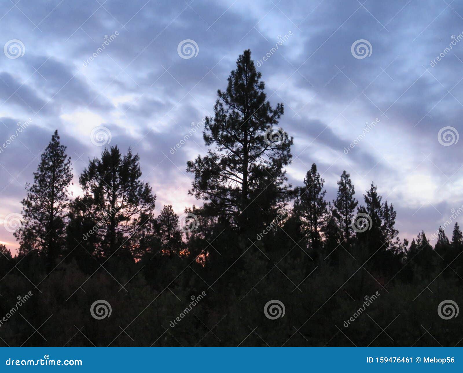 Pre Night stock image. Image of trees, evening, sunset - 159476461
