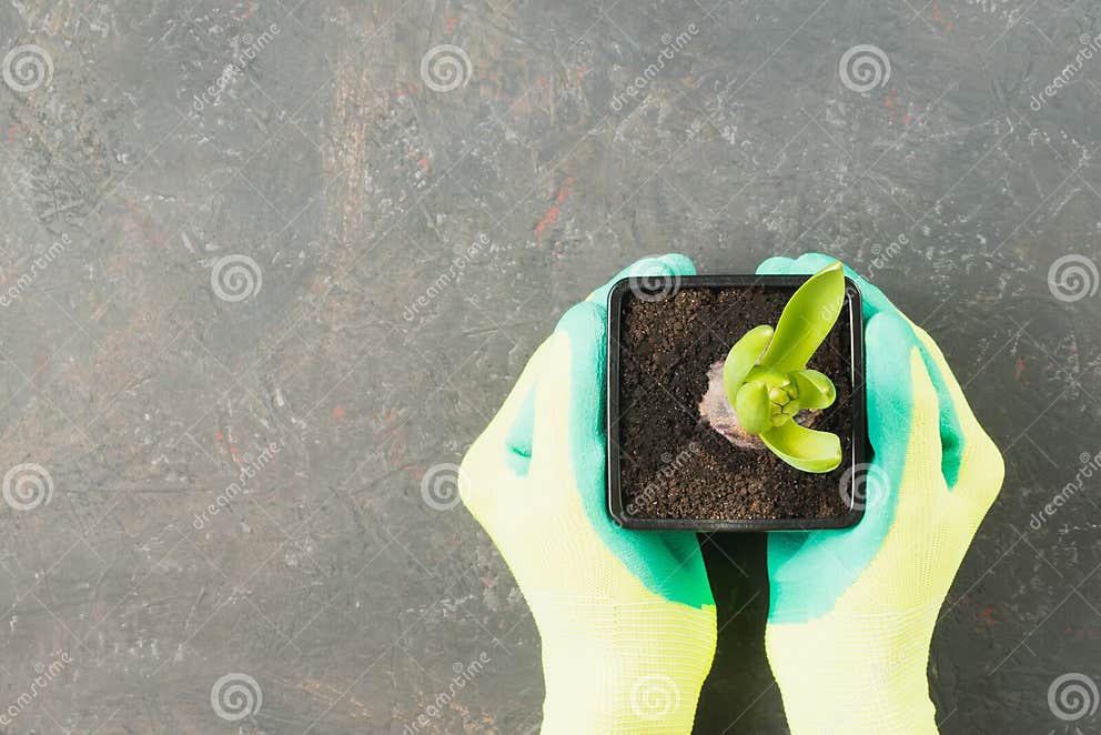 Pre-planting of Plants in the Ground before Spring Stock Image - Image ...