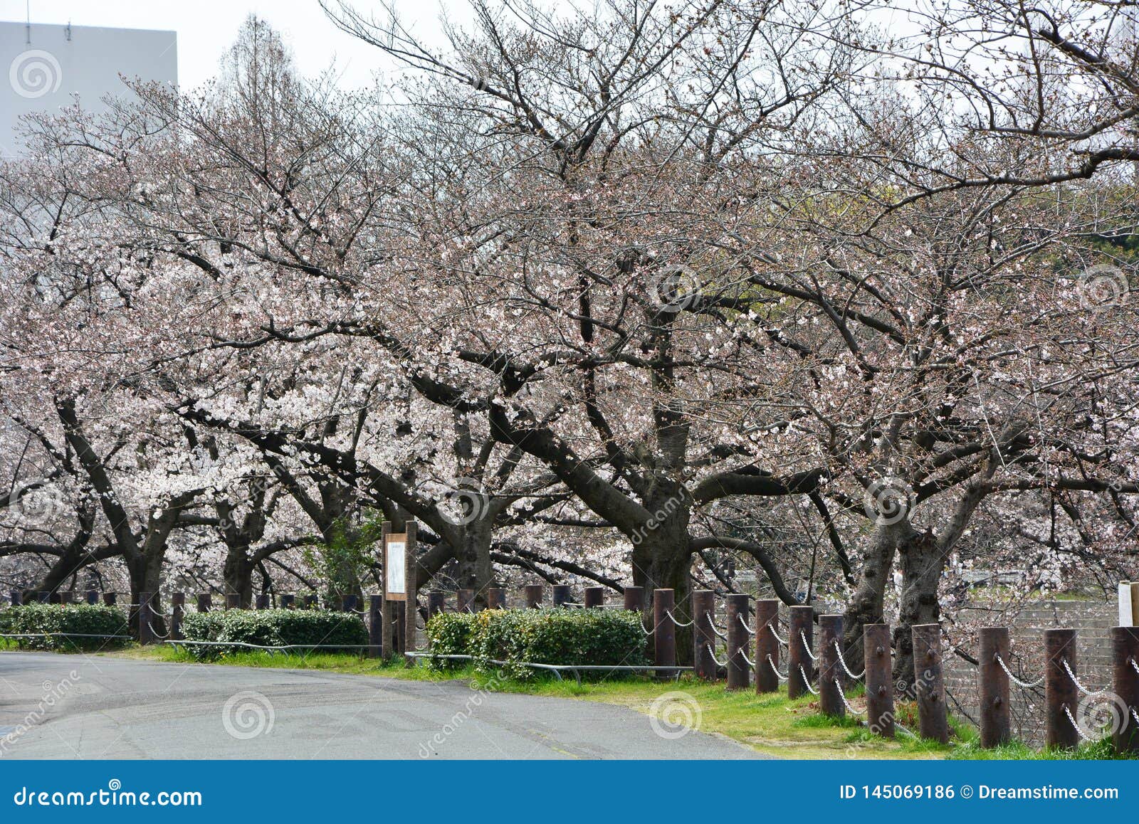 Sakura And Road Signs Stock Photo | CartoonDealer.com #174523278