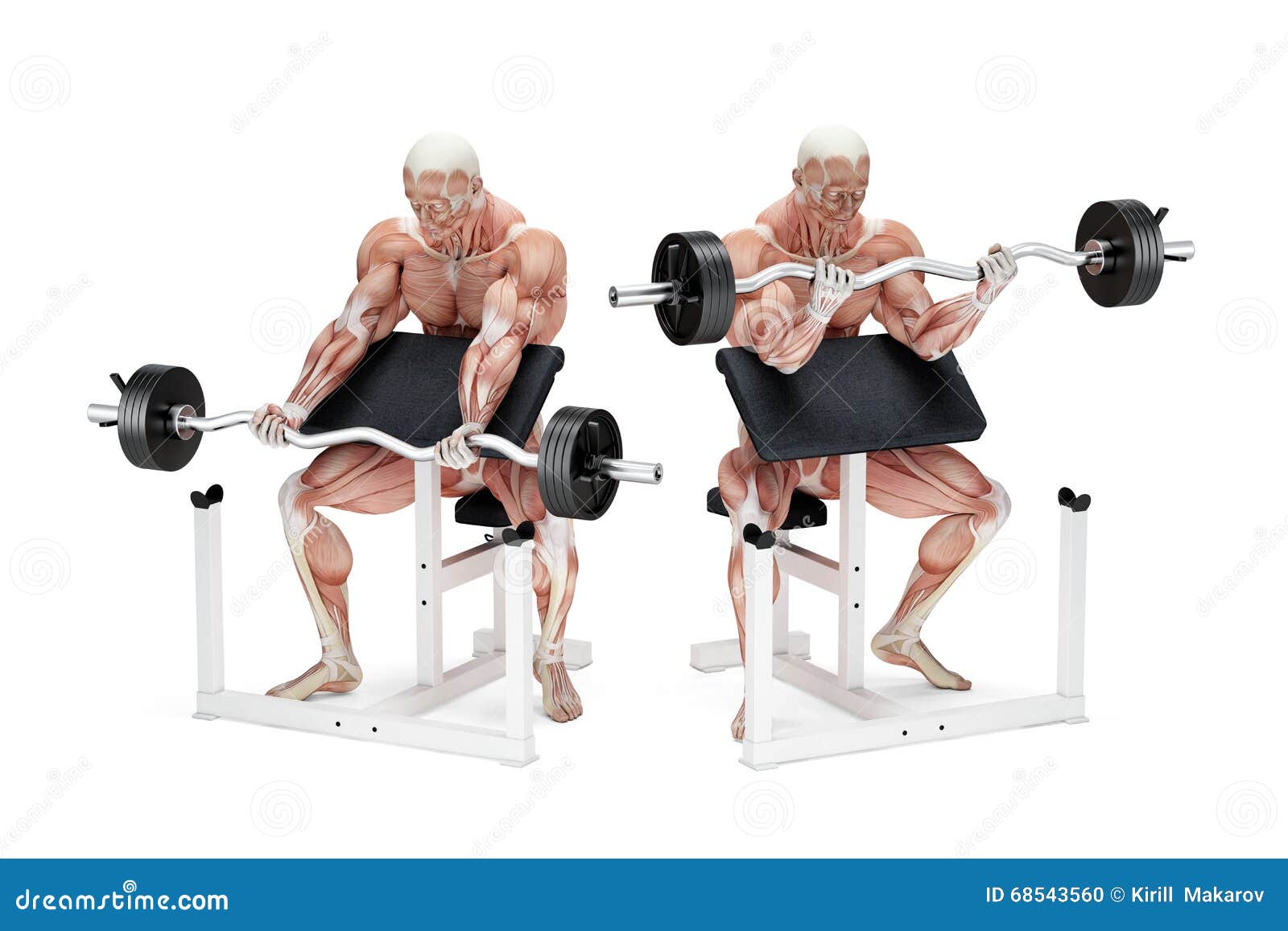 Preacher Curl Biceps Exercise. Anatomical Illustration. . Clipping Path ...