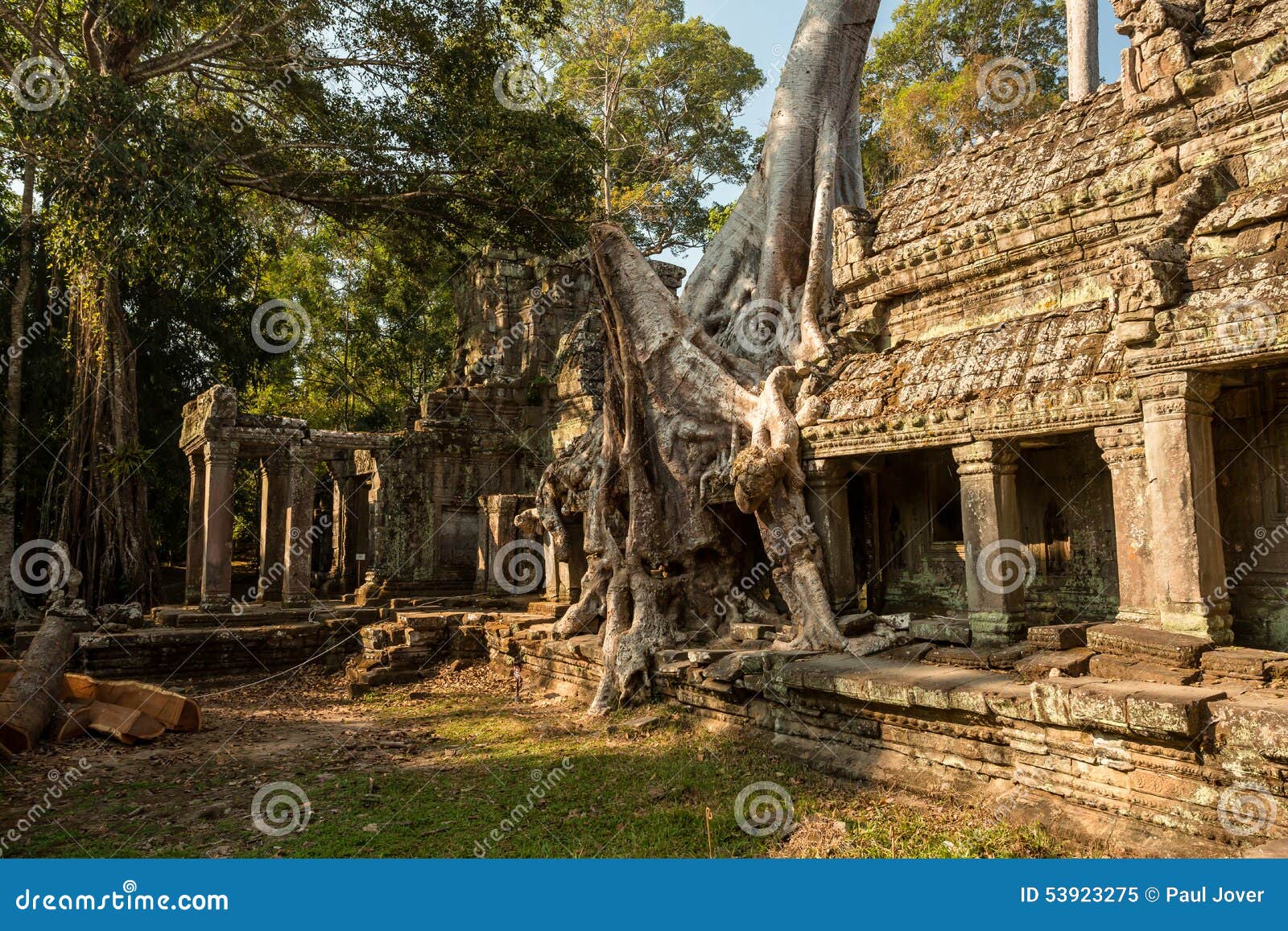 Preah Khan doubre tree stock image. Image of prasat, ancient - 53923275