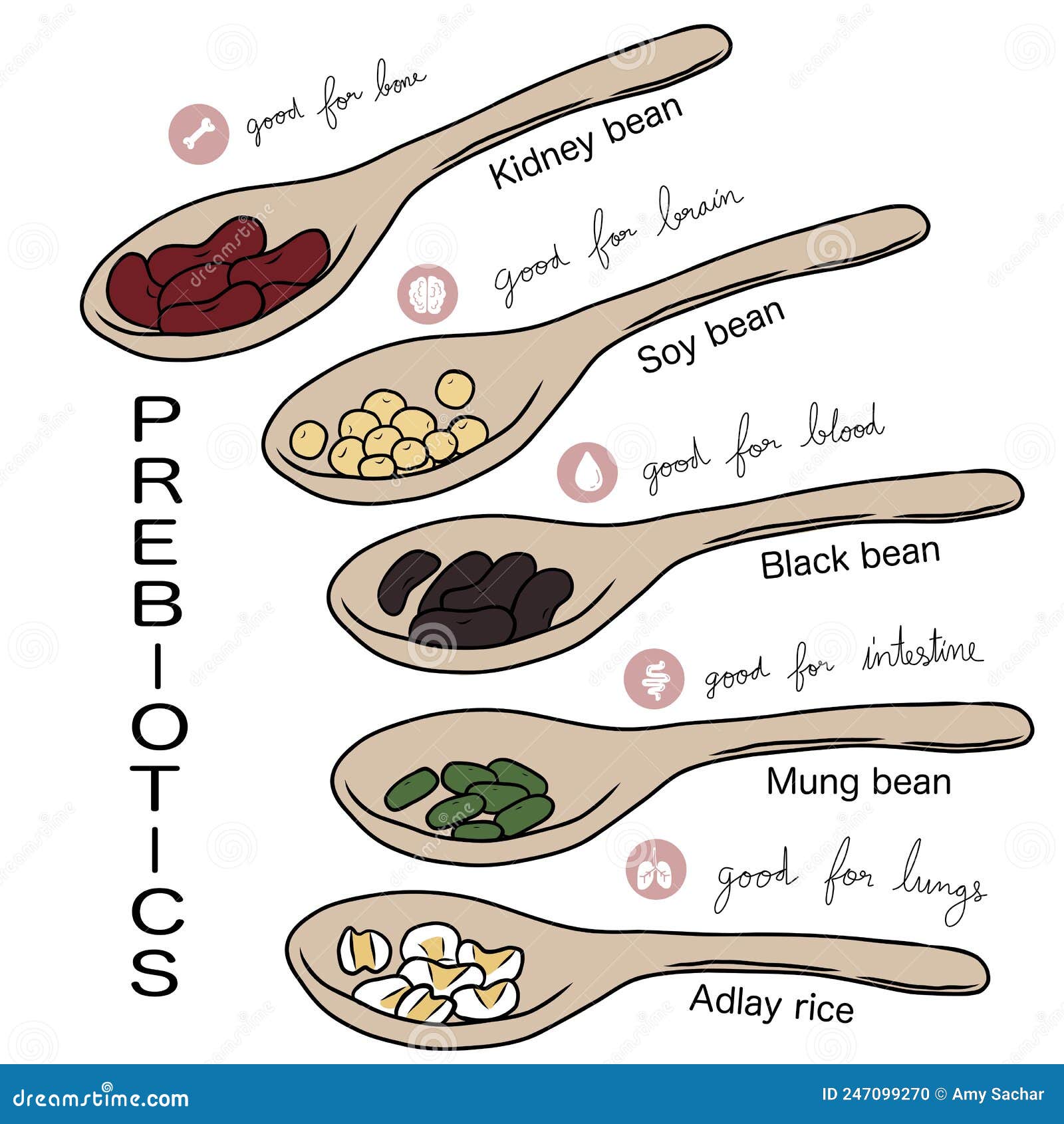 Prebiotics of Bean Info Graphic Chart Stock Vector - Illustration of ...