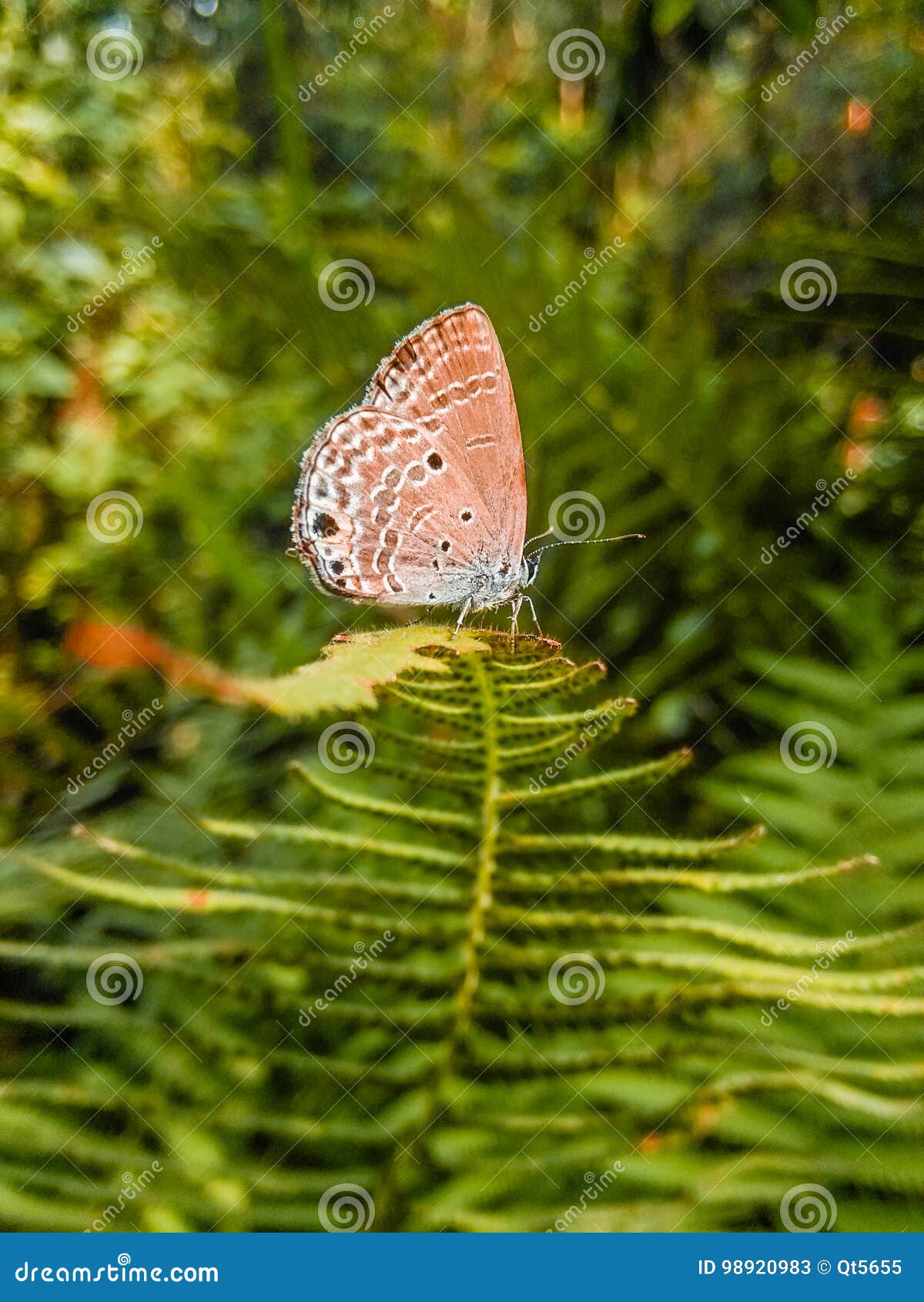 Precious butterfly stock image. Image of white, butterfly - 98920983