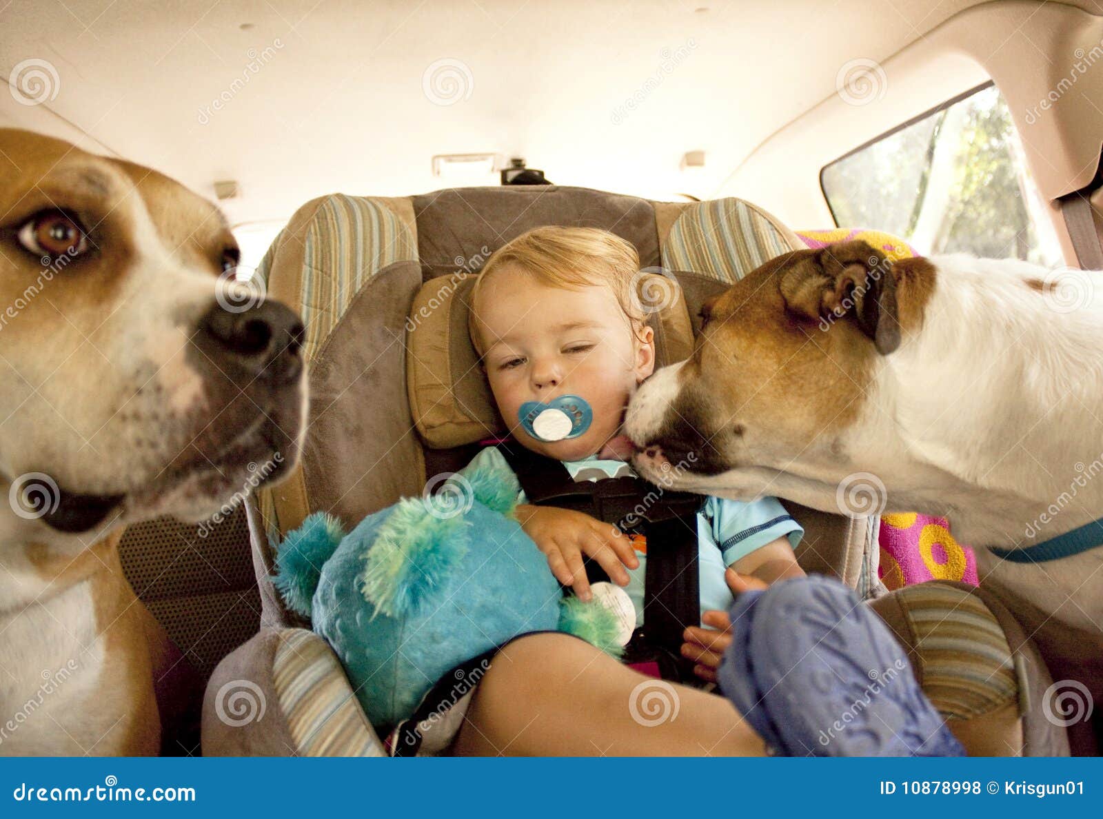 Pitbull Kids Stock Photos - Free & Royalty-Free Stock Photos from ...