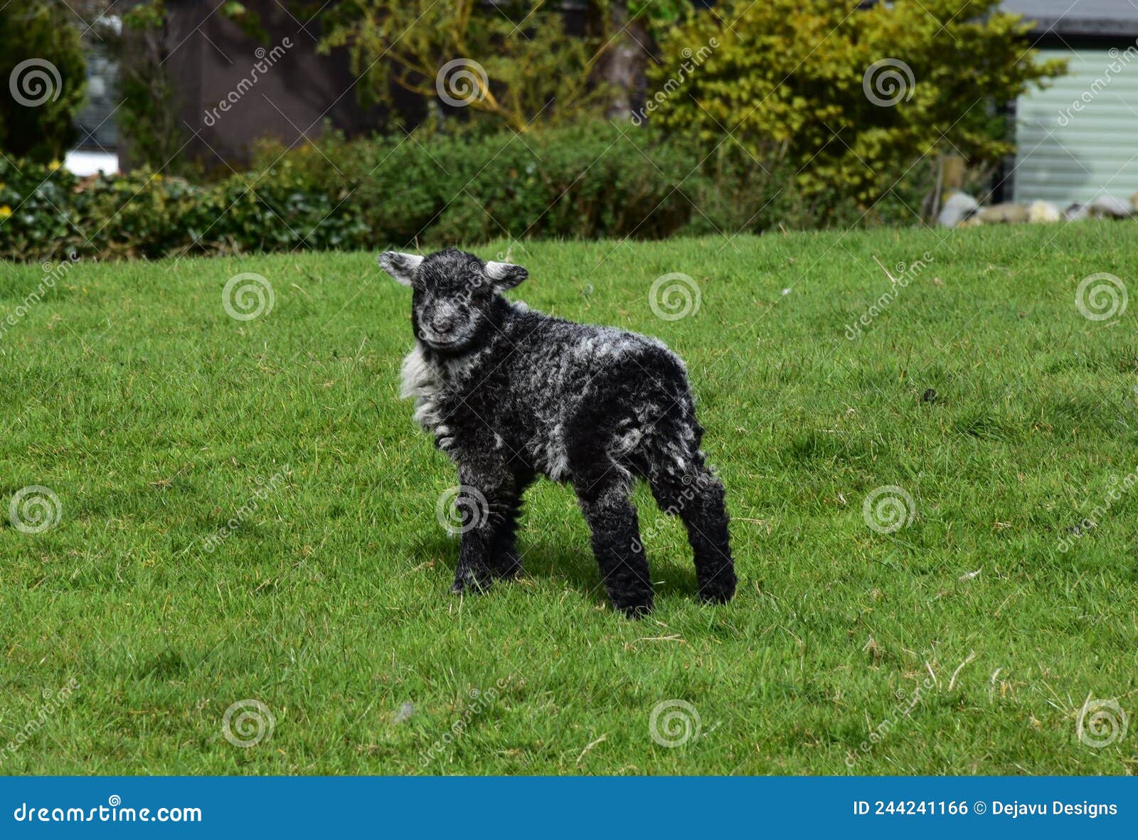 Precious Grey and Black Wooly Lamb in a Field Stock Photo - Image of ...