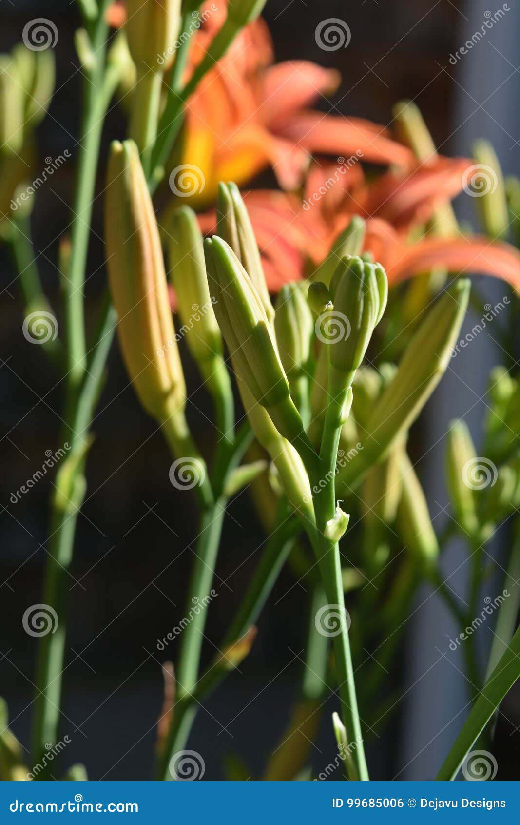 Precious Image of Daylily Buds in the Spring Stock Photo - Image of ...