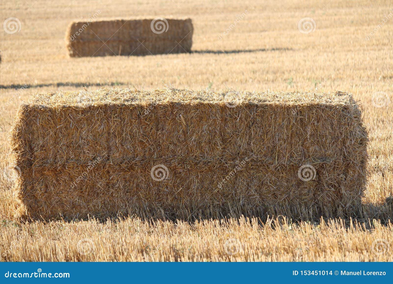 The Precious Image of a Piece of Straw Ready To Be Stored Stock Photo ...