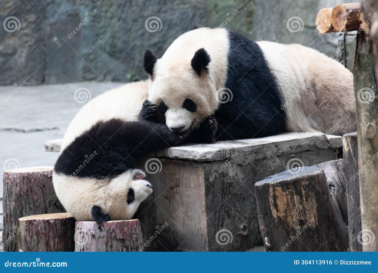 Precious Monet of Mother Panda and Her Baby Stock Photo - Image of ...