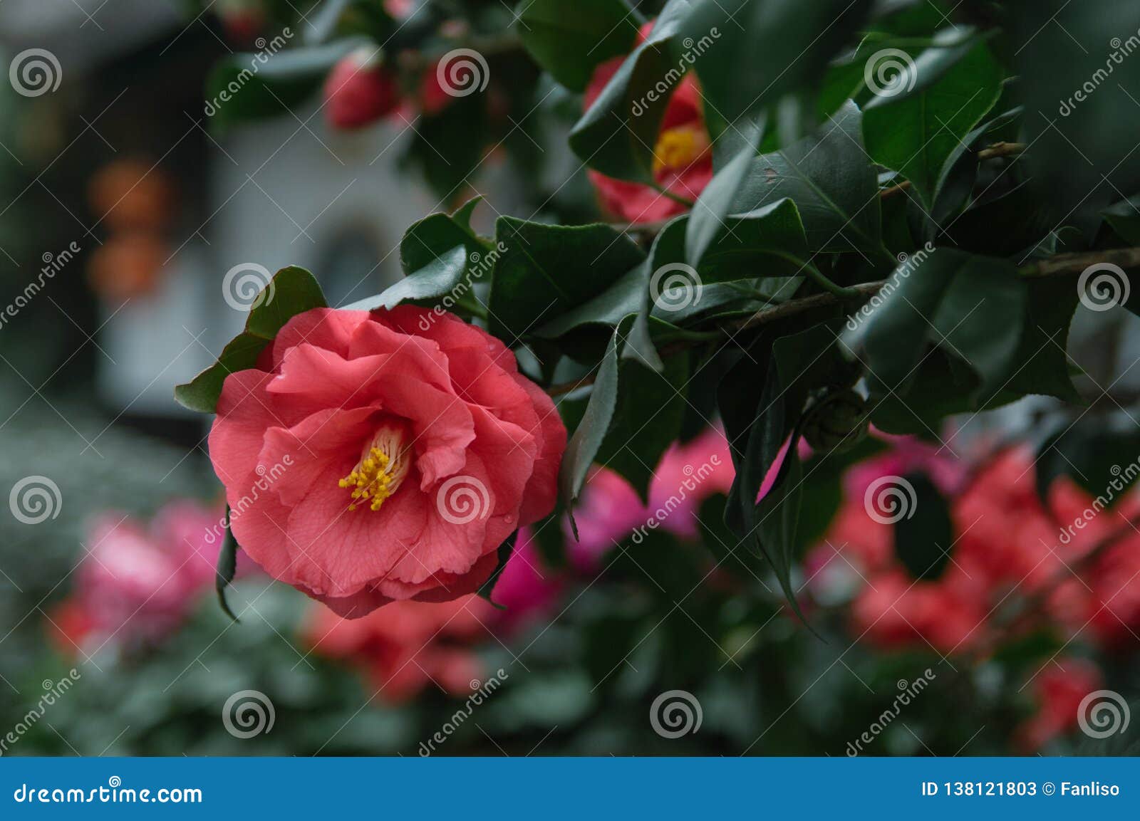 Red Camellia in the tree stock image. Image of buds - 138121803