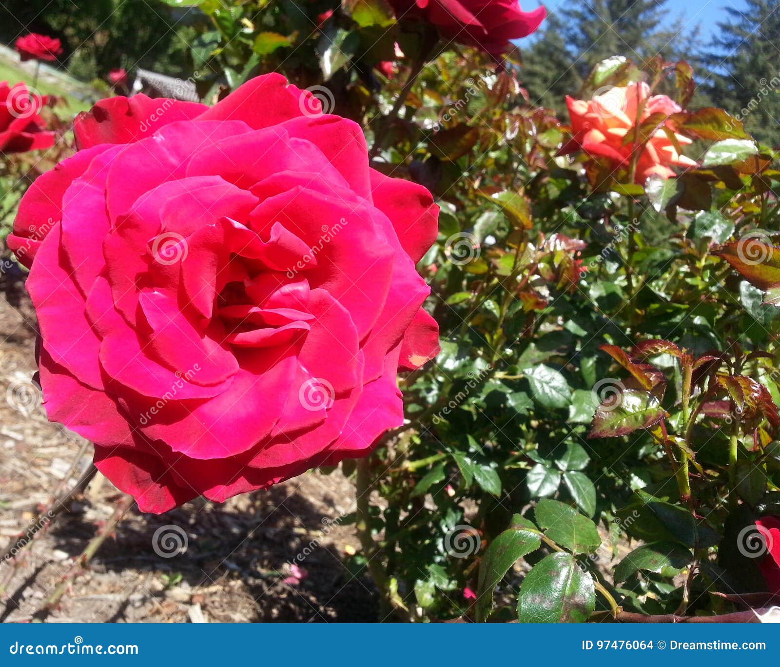 Precious Platinum Rose stock photo. Image of landscape - 97476064