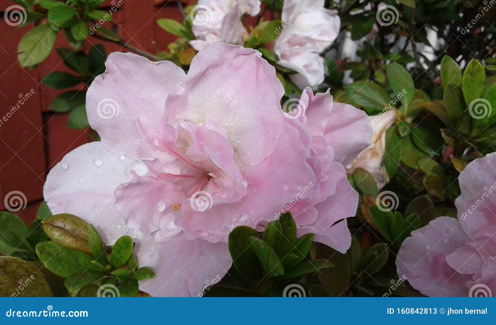 Precious rose stock image. Image of rose, exotic, precious - 160842813
