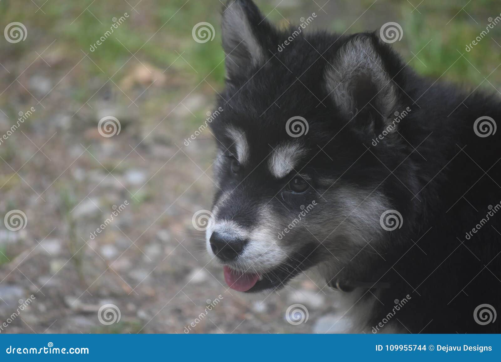 Precious Siberian Husky Face with Beautiful Fur Stock Photo - Image of ...