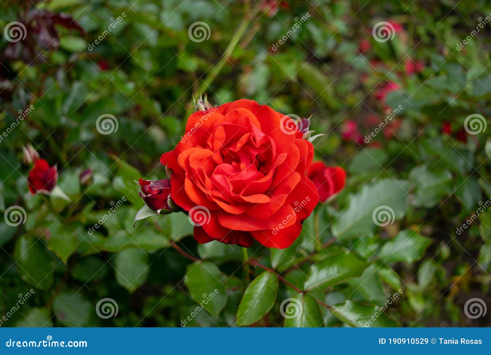 Breathtaking Precious Single Garden Rose Stock Image - Image of leaves ...