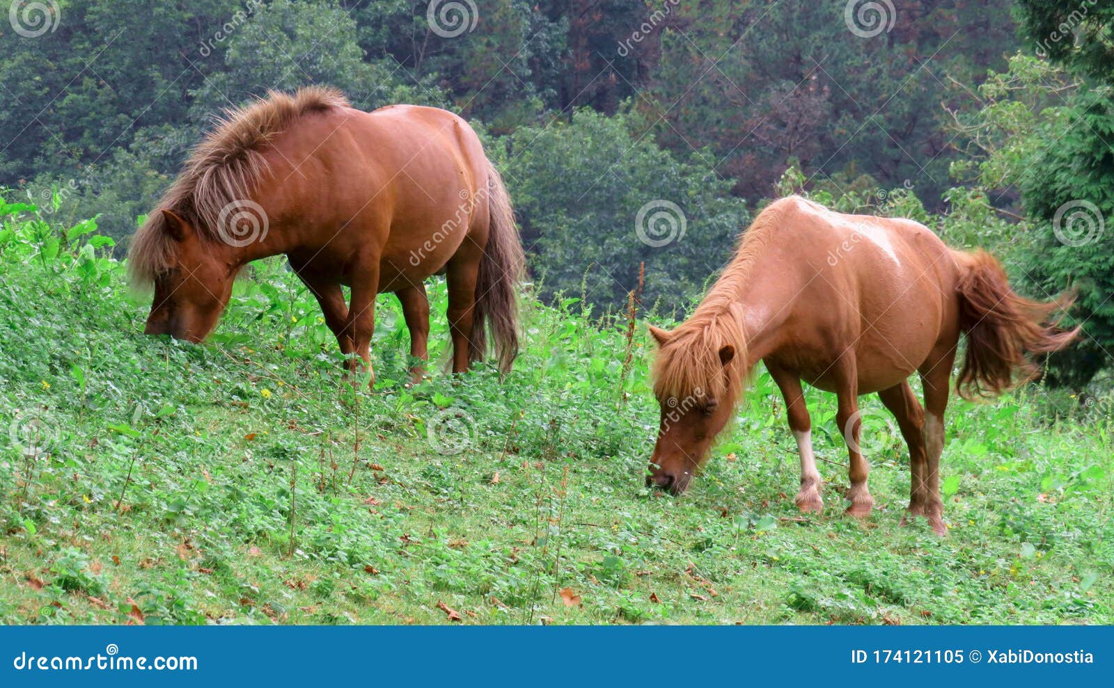 Precious Small Horses Grazing Grass in the Bush. Stock Image - Image of ...