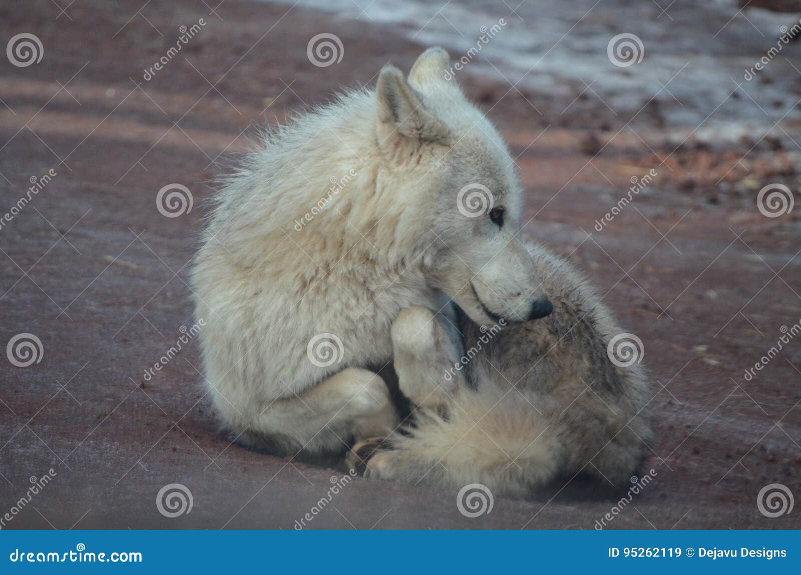 Precious Small White Wolf Relaxing on a Beach Stock Image - Image of ...