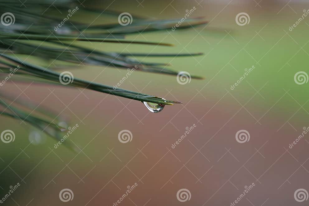 Precious water stock image. Image of water, forest, pine - 812753