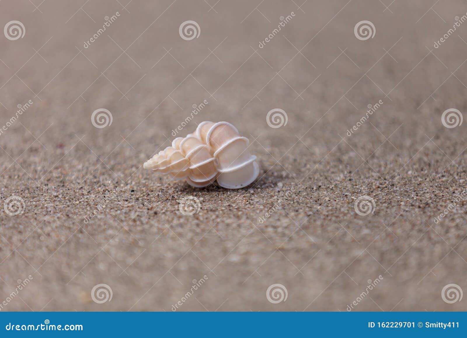 Precious Wentletrap Epitonium Scalare Shell Stock Image - Image of ...