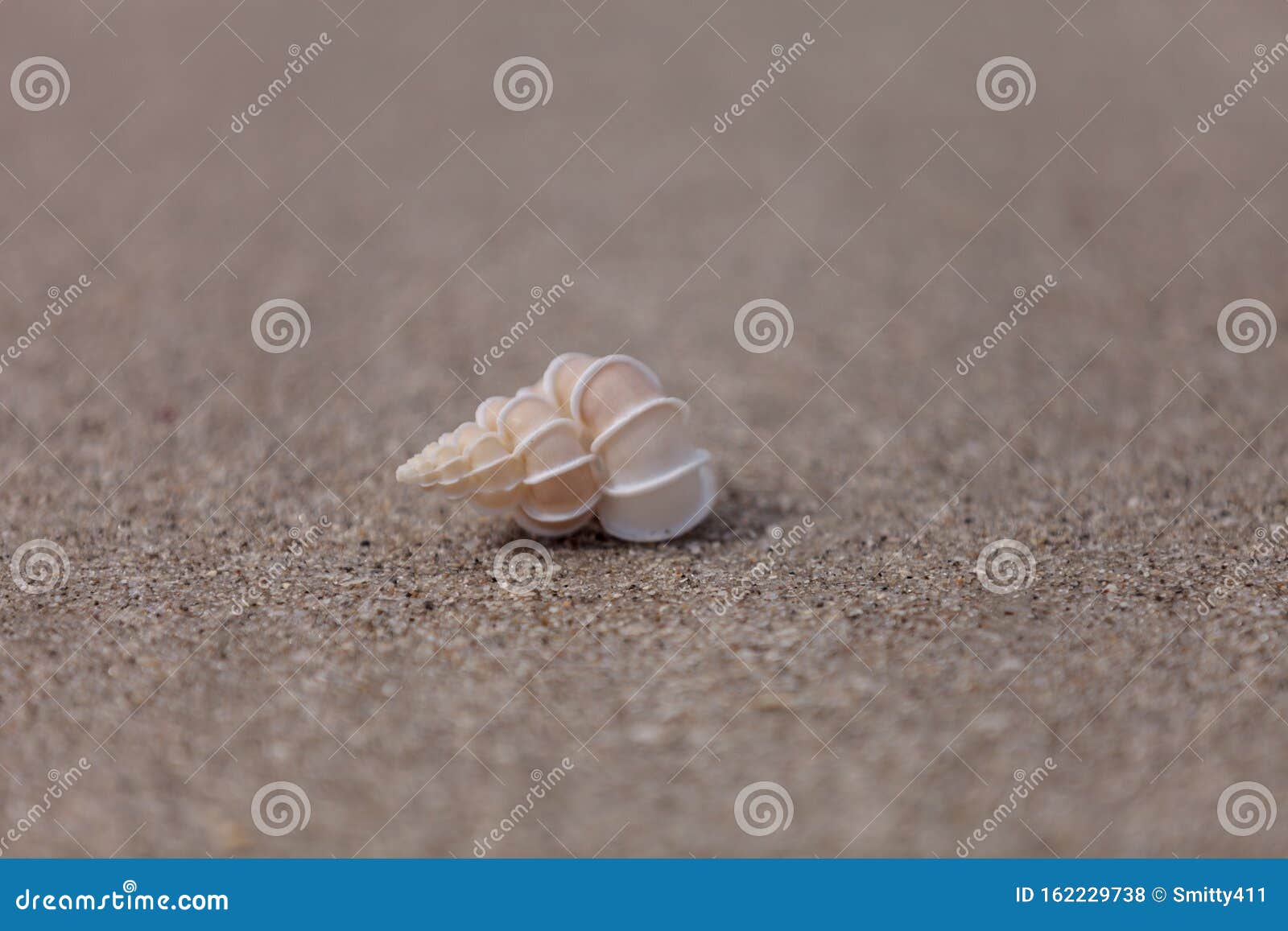 Precious Wentletrap Epitonium Scalare Shell Stock Photo - Image of ...