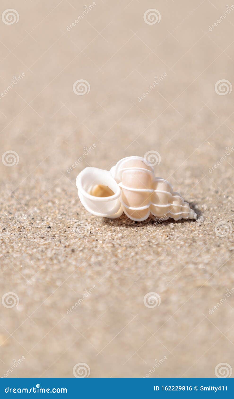 Precious Wentletrap Epitonium Scalare Shell Stock Photo - Image of ...
