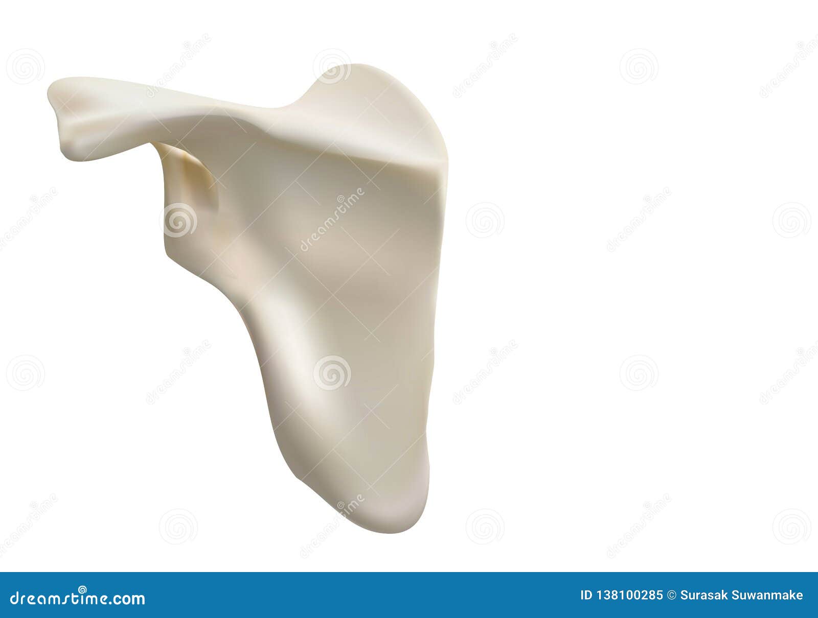 The Shoulder Bones Royalty-Free Illustration | CartoonDealer.com #101266110