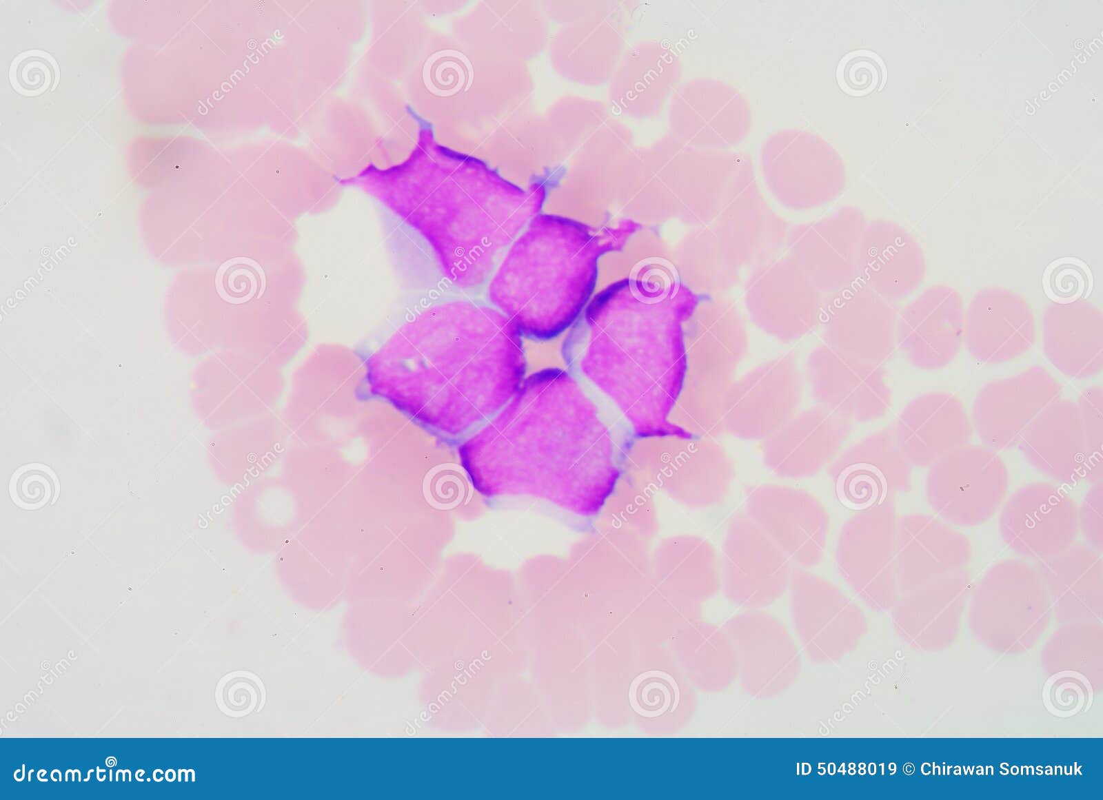 Precursor cell stock image. Image of biology, cage, clot - 50488019