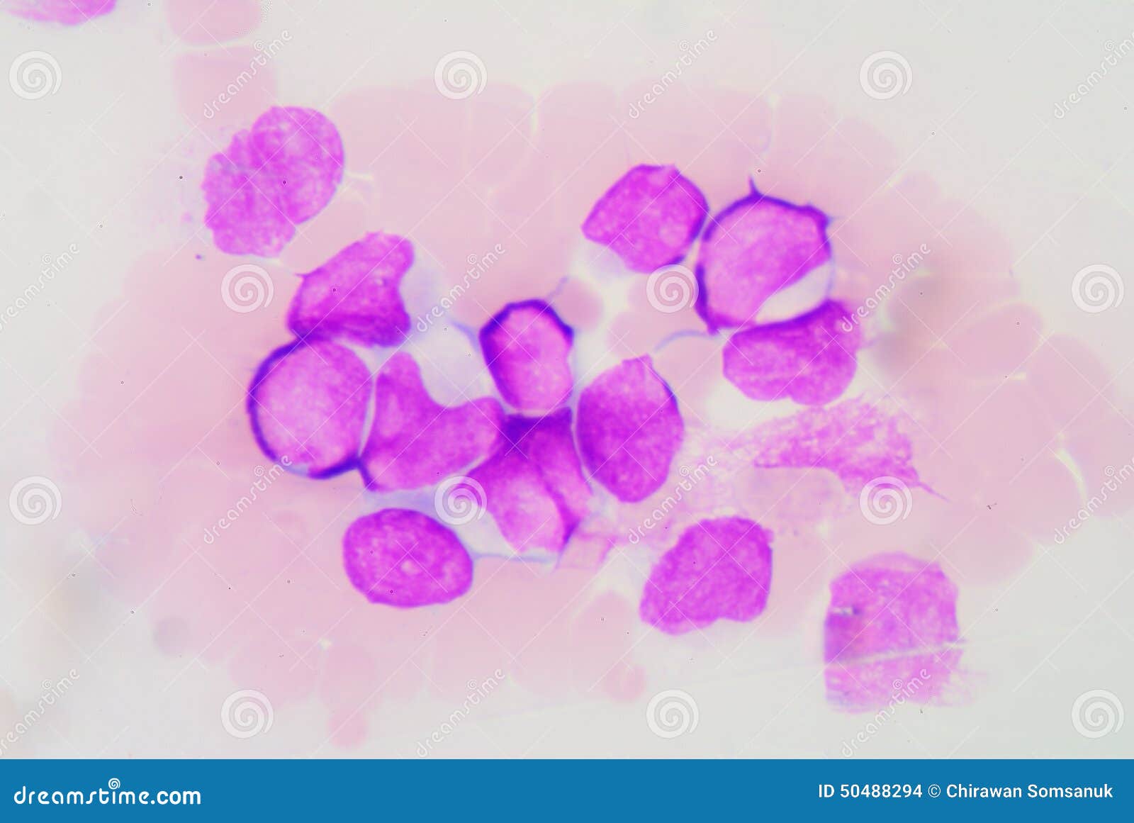 Precursor cell stock photo. Image of capillary, human - 50488294