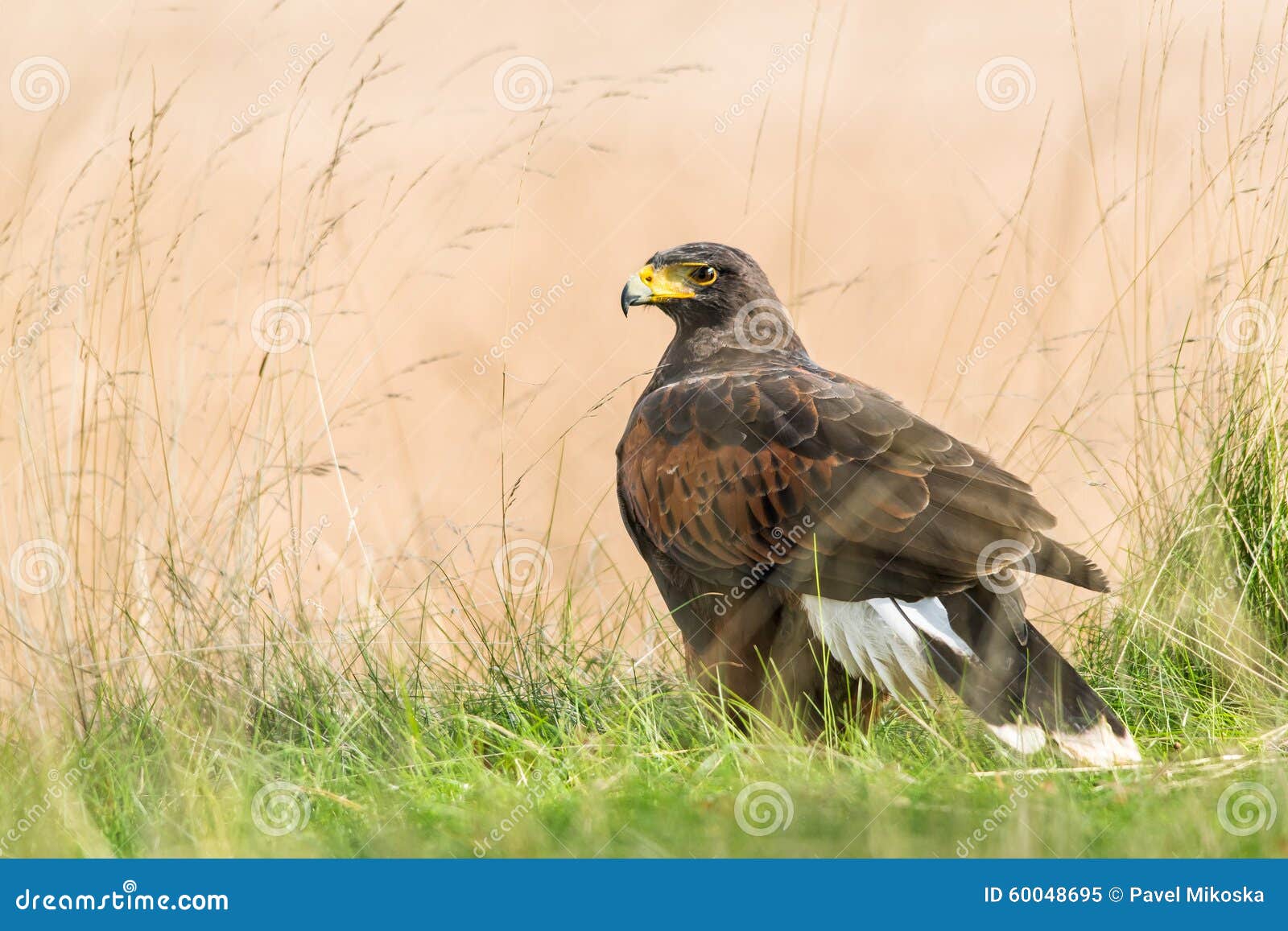Preda di ricerca predatore immagine stock. Immagine di testa - 60048695