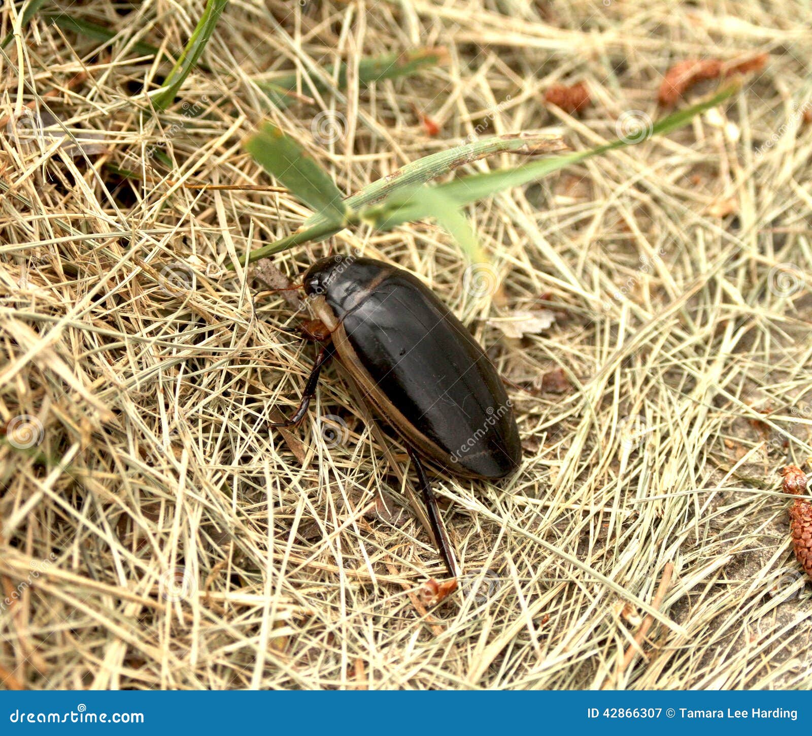 Predaceous Diving Beetle stock image. Image of gross - 42866307