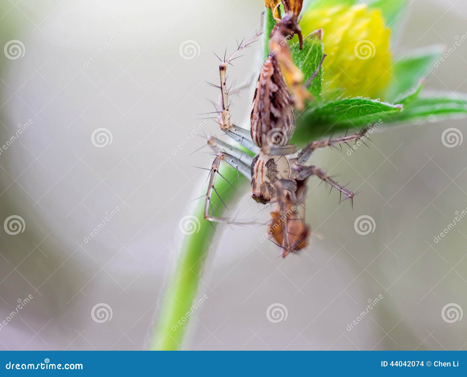 Predation of spider stock photo. Image of chain, biology - 44042074