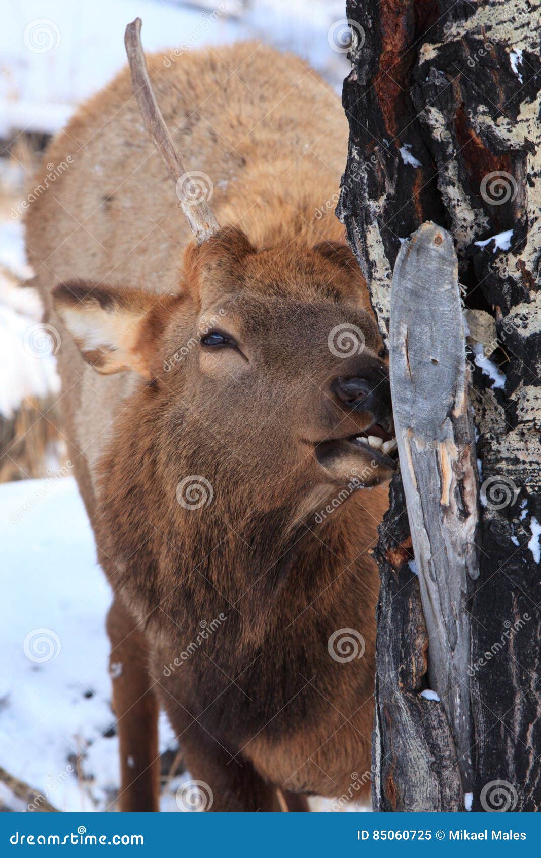 Predation stock image. Image of calling, fight, predatation - 85060725