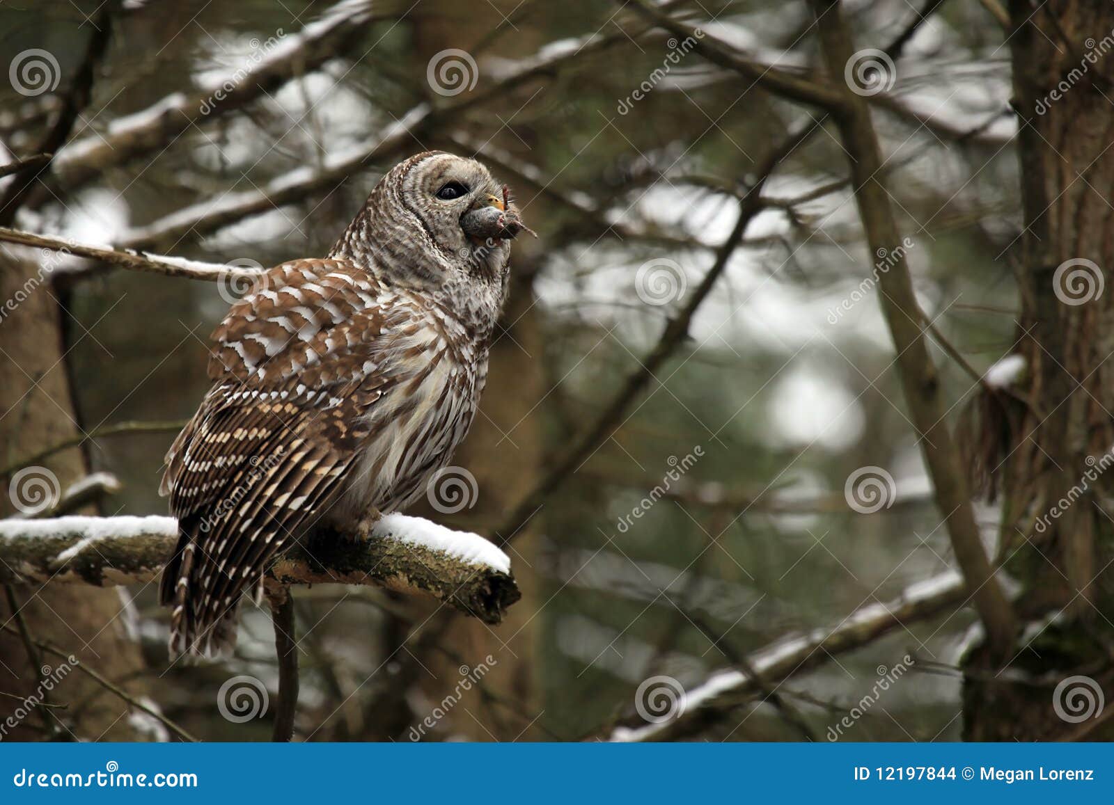 The Predator stock photo. Image of hunting, watching - 12197844