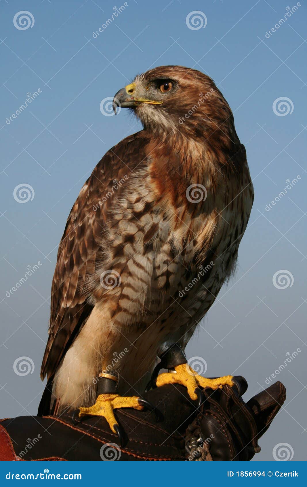 Predator stock photo. Image of royal, claws, hawk, predator - 1856994