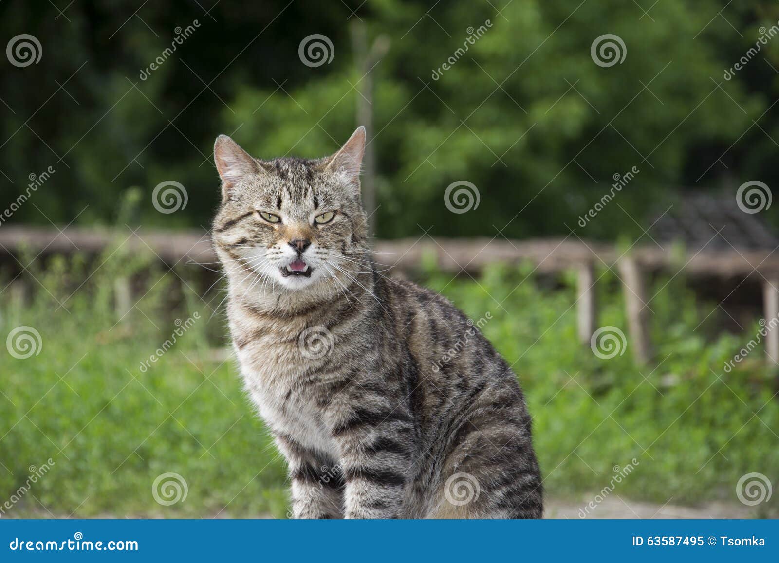 Predator Bared His Teeth. Gray Cat. Stock Image - Image of animals ...