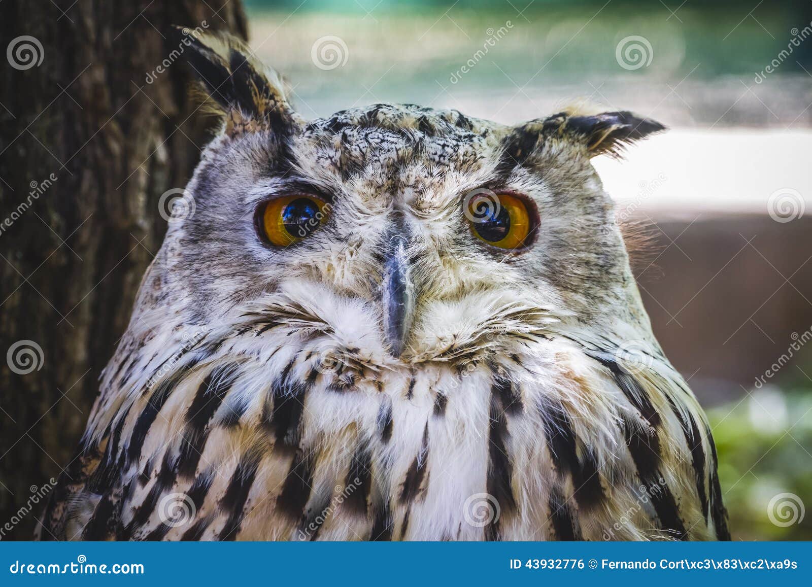 Predator, Beautiful Owl with Intense Eyes and Beautiful Plumage Stock ...