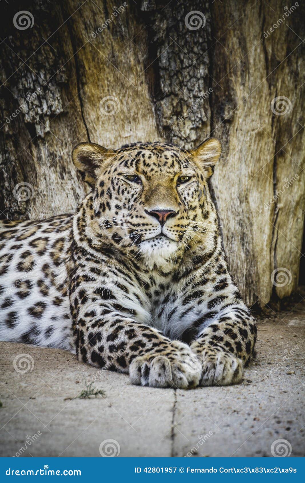 Predator, Beautiful and Powerful Leopard Resting in the Sun Stock Image ...