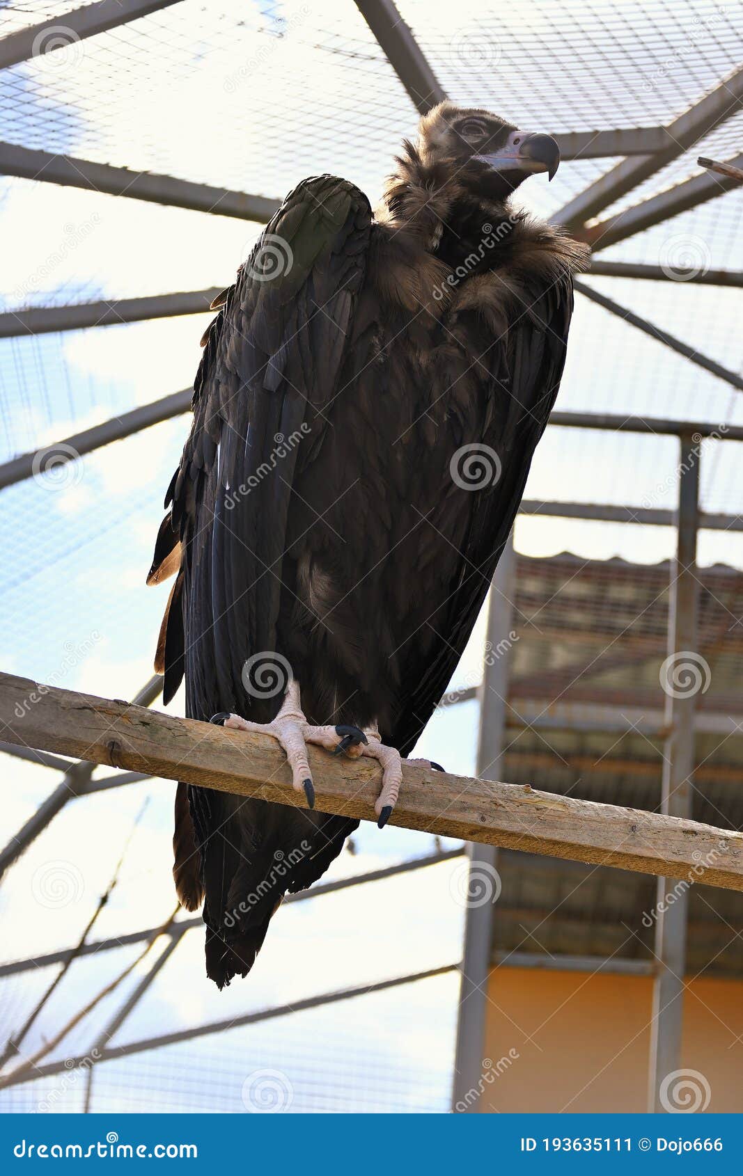Predator Bird Black Vulture in Zoo Stock Image - Image of animal, large ...