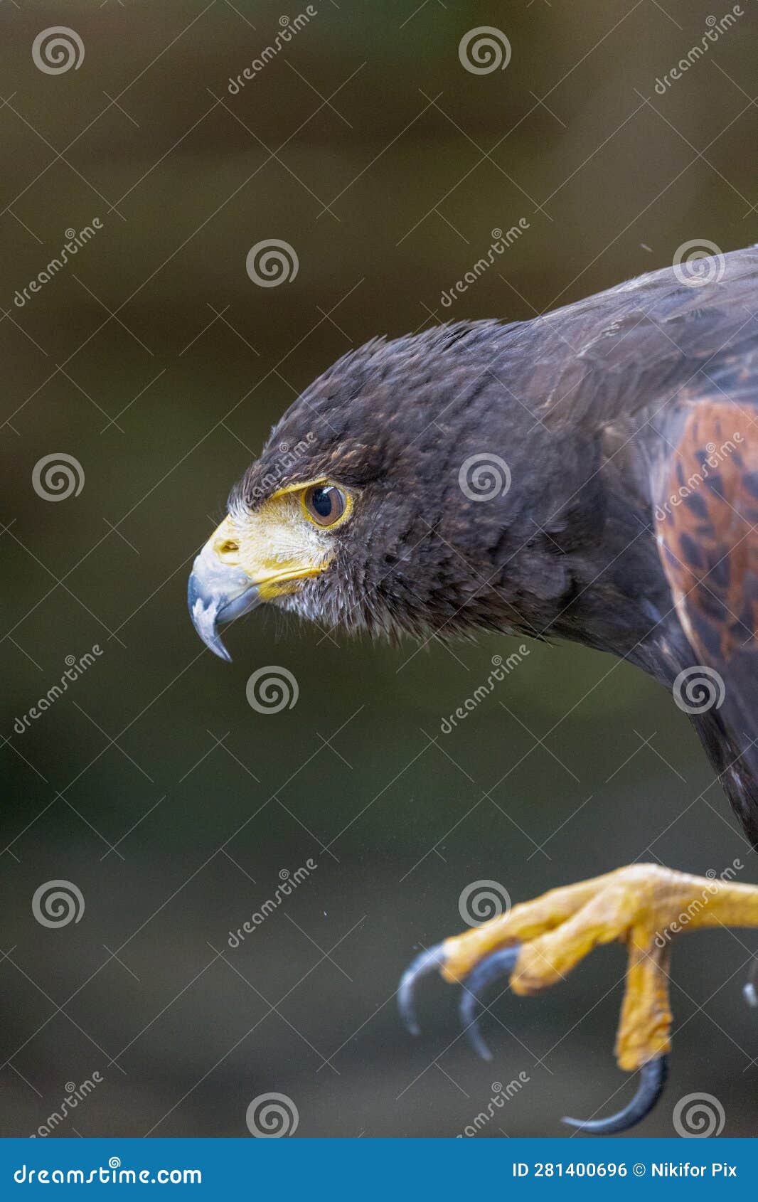 A Predator, a Bird from Mexico Stock Photo - Image of mexico, wild ...
