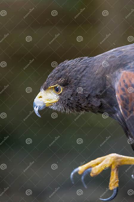 A Predator, a Bird from Mexico Stock Photo - Image of mexico, wild ...
