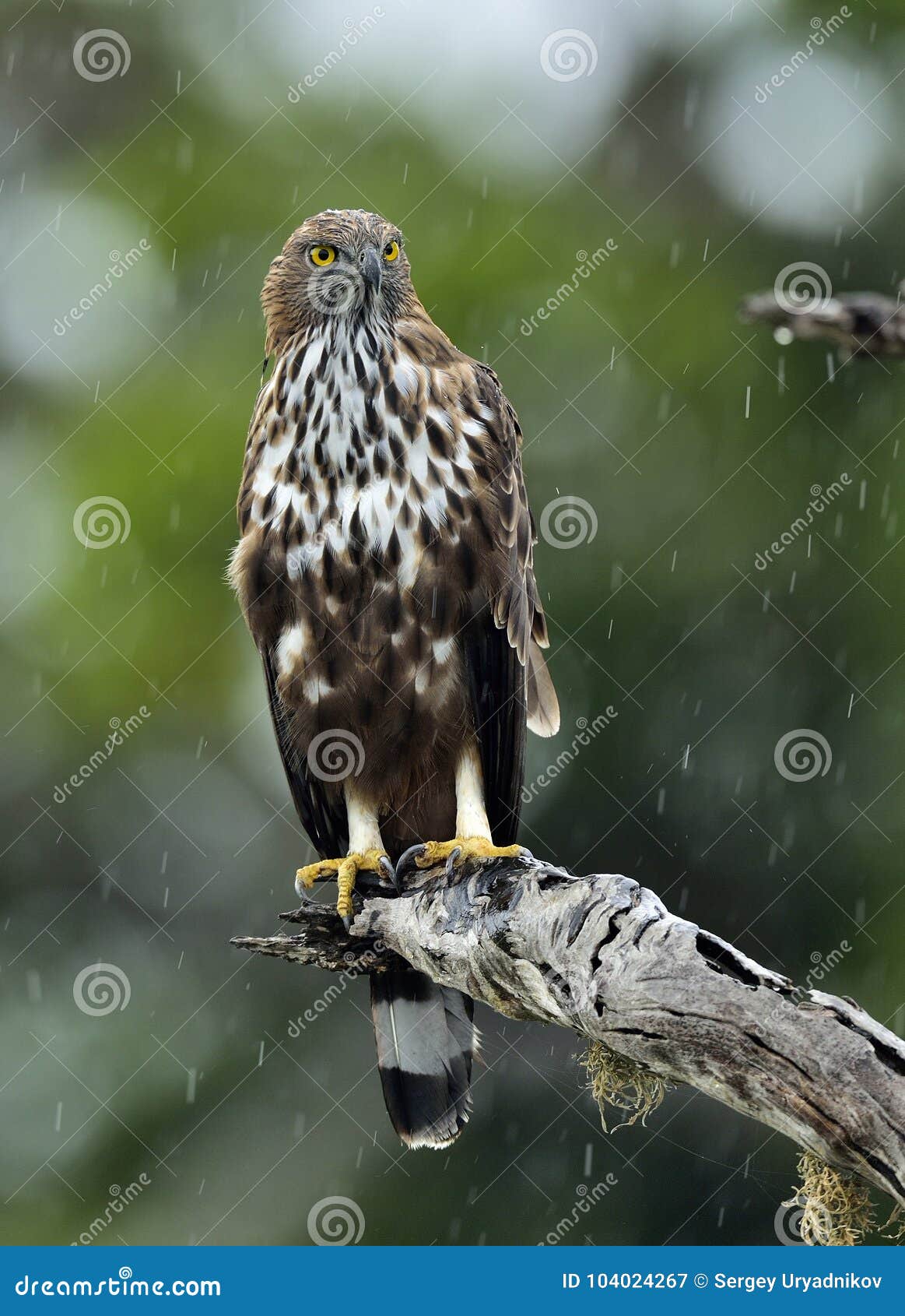 The Changeable Hawk-eagle Nisaetus Cirrhatus Stock Image - Image of ...