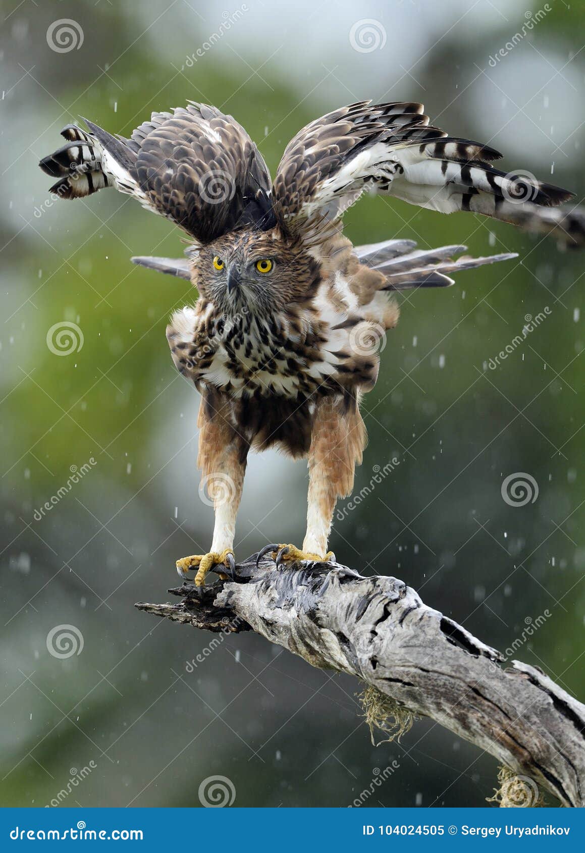 The Changeable Hawk-eagle Nisaetus Cirrhatus Stock Image - Image of nisaetus, feather: 104024505