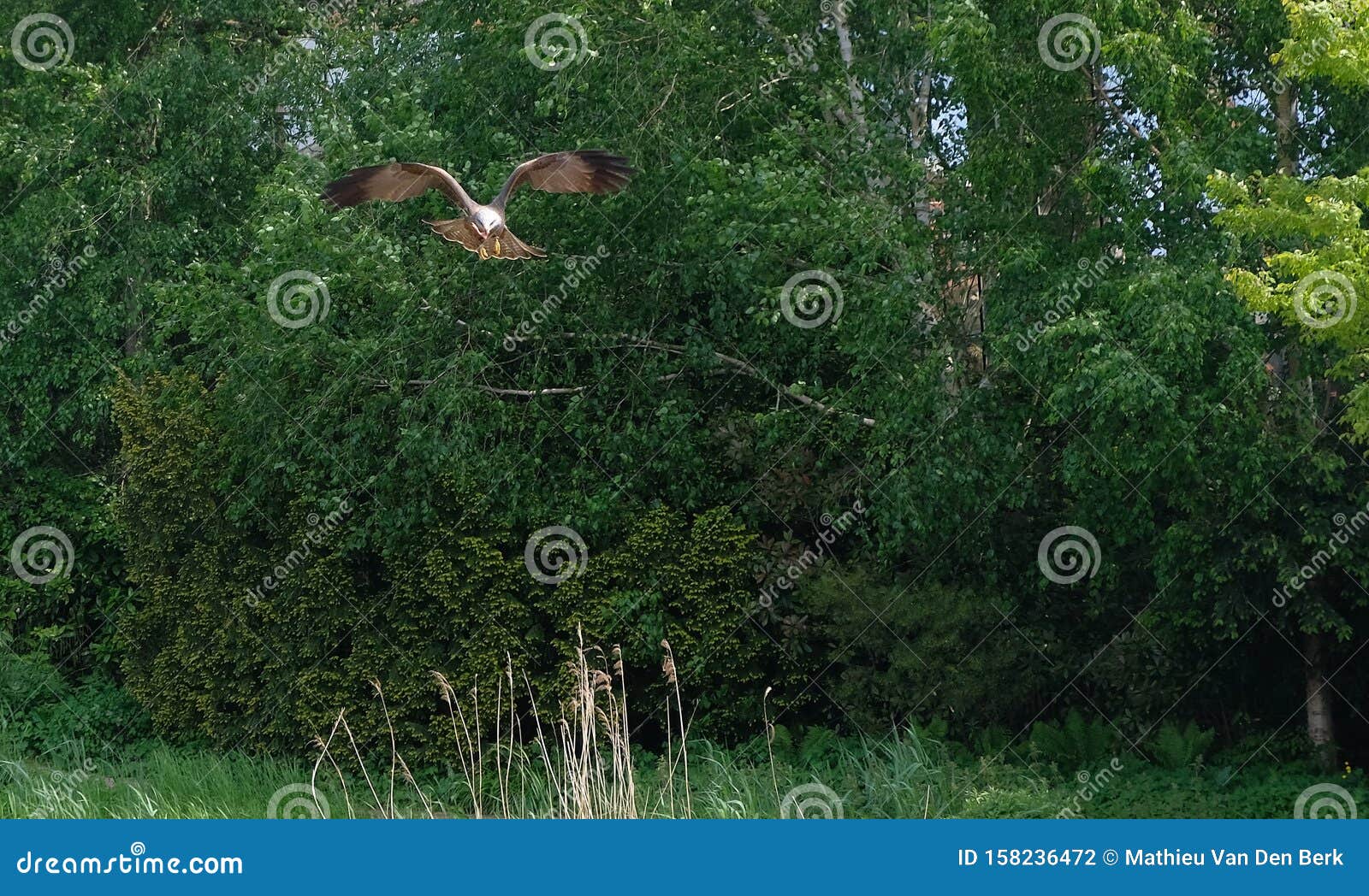Predator Bird On The Tree. The Changeable Hawk-eagle Or Crested Hawk ...