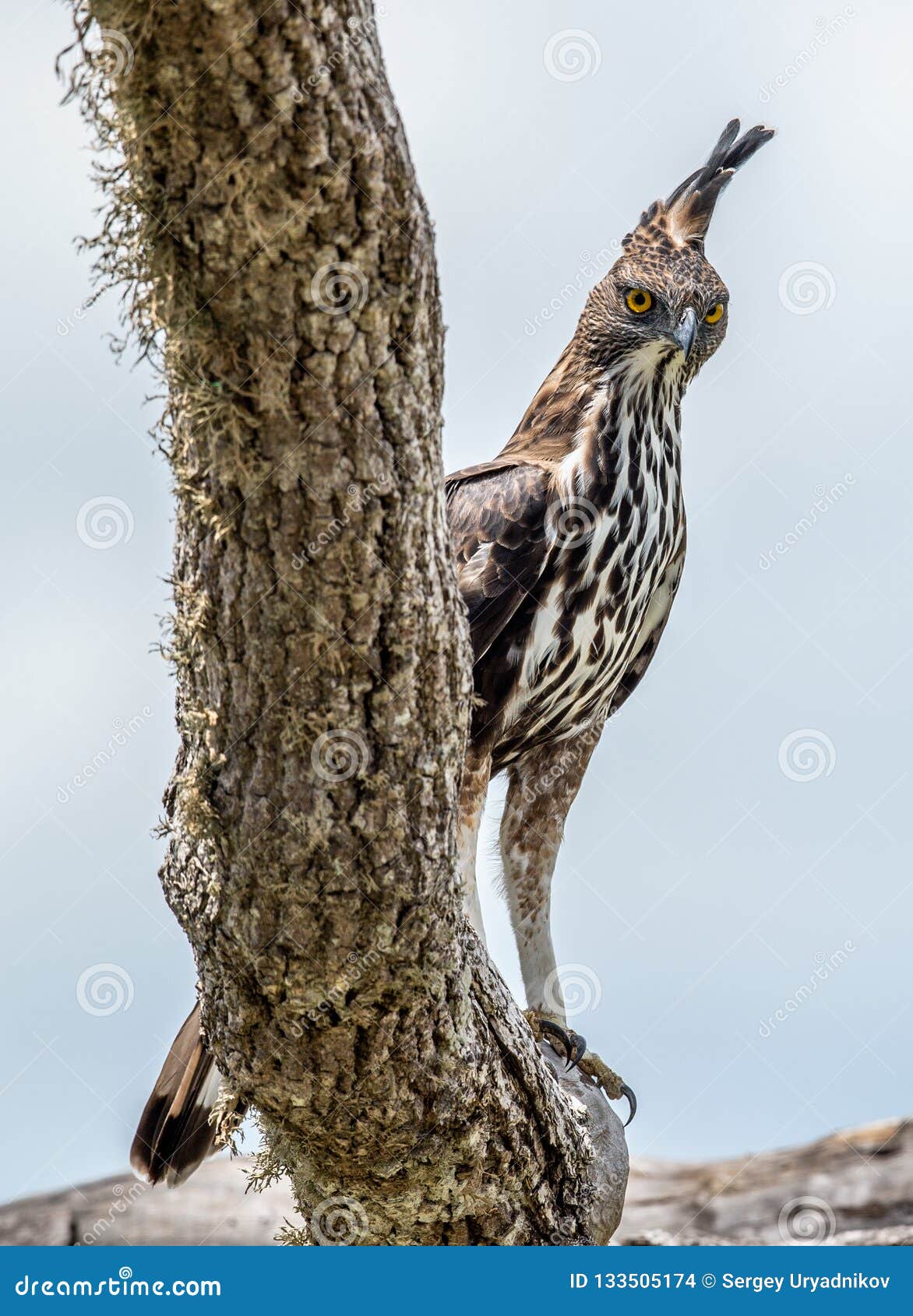 Predator bird on the tree. stock photo. Image of look - 133505174