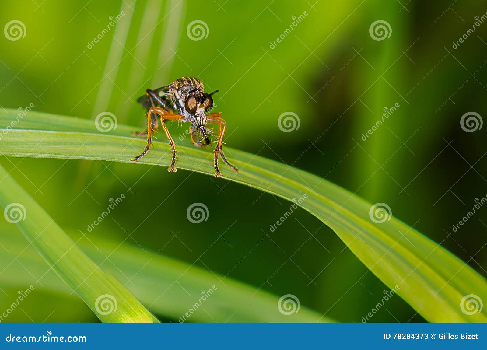 Predator stock image. Image of bumblebee, design, animal - 78284373
