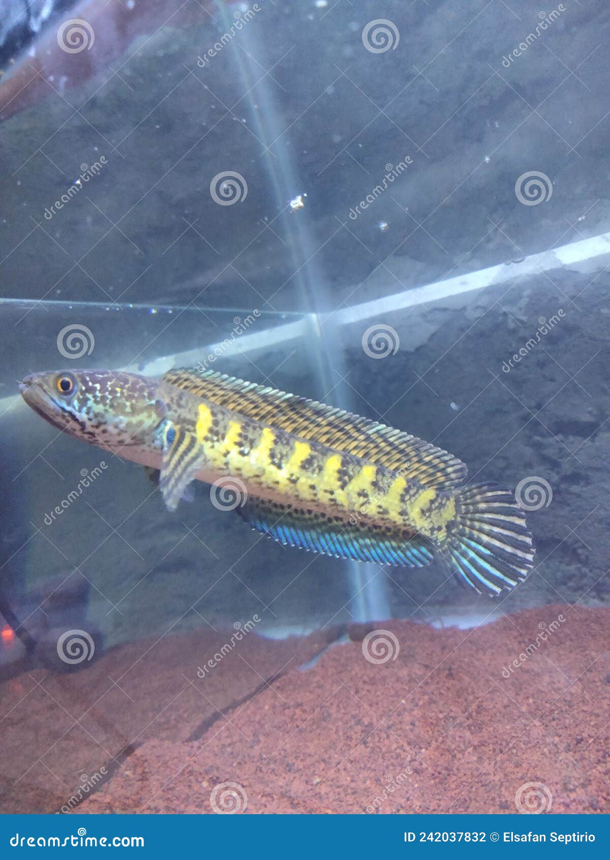 Fish Of India, Backwater Kerala. Freshwater Garfish Royalty-Free Stock ...