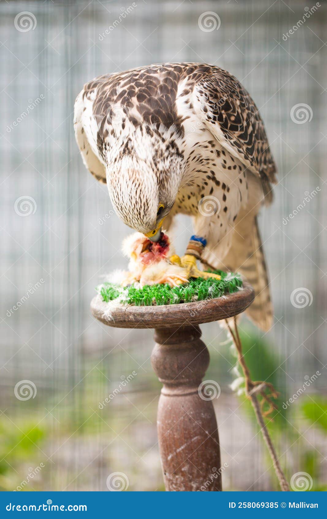 A predator eats its dinner stock image. Image of ornithology - 258069385
